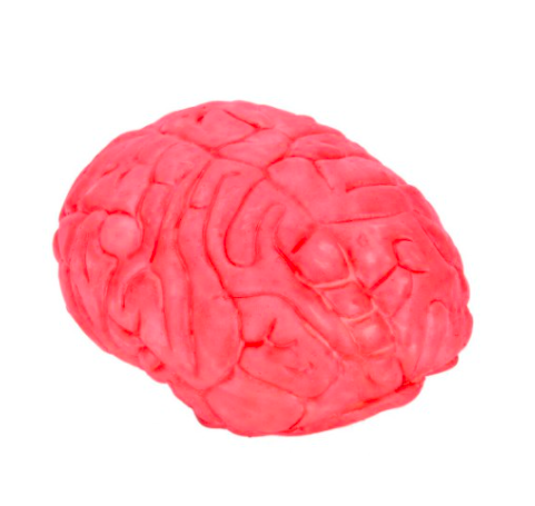 Ready Stock/ Fake Scary Human Brain Halloween Decoration Prop Rubber ...