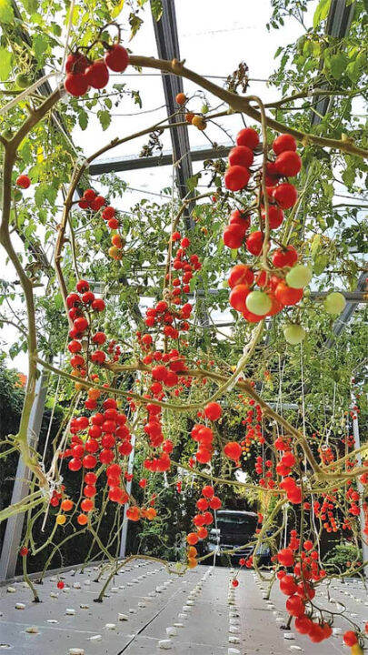 buy 1 take 1，50 seeds (not plants)VICTORY SEED 60 Benih Biji Buah Tomat ...