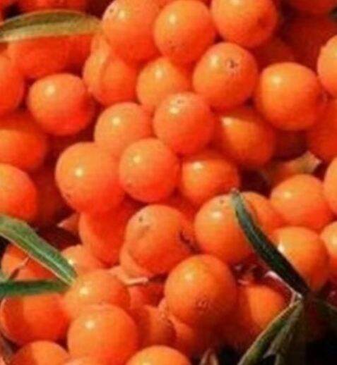 Sea buckthorn seed forest shrub seed Sea buckthorn vinegar salicylic ...