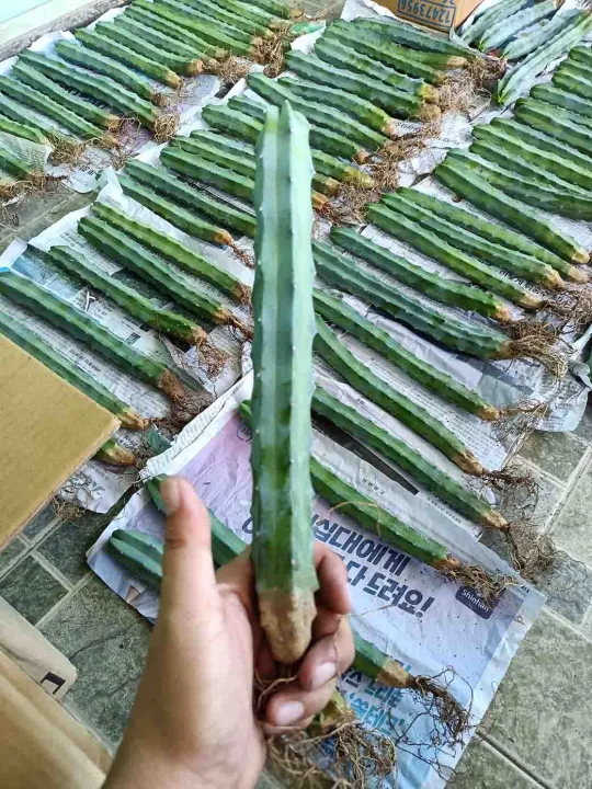 Blue Boy Cactus 11-12 inches | Lazada PH