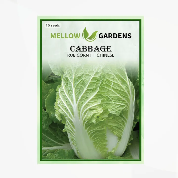 Rubicon F1 Chinese Cabbage Seeds | Lazada PH