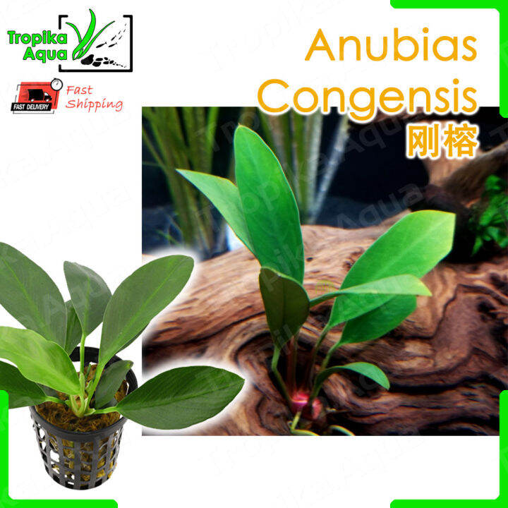 Anubias Congensis (Afzelii) 刚榕 - aquarium aqua plant [lowtech][long ...