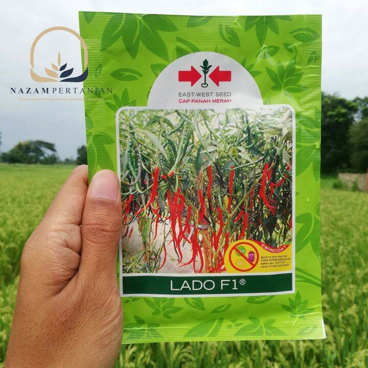 Benih Cabe Merah Besar Lado F1 Lombok / Cabai Keriting Cap Panah Merah ...