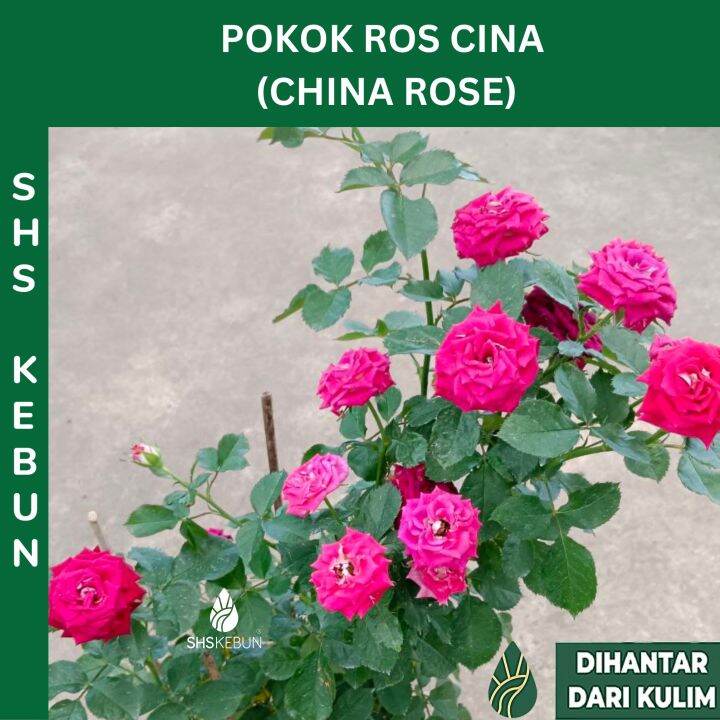 Pokok Ros Cina China Rose Pokok Bunga Outdoor Pokok Hidup Live Plant ...