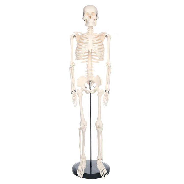 85Cm Big Size Human Skeleton Model For Anatomy Mini Human Skeleton ...
