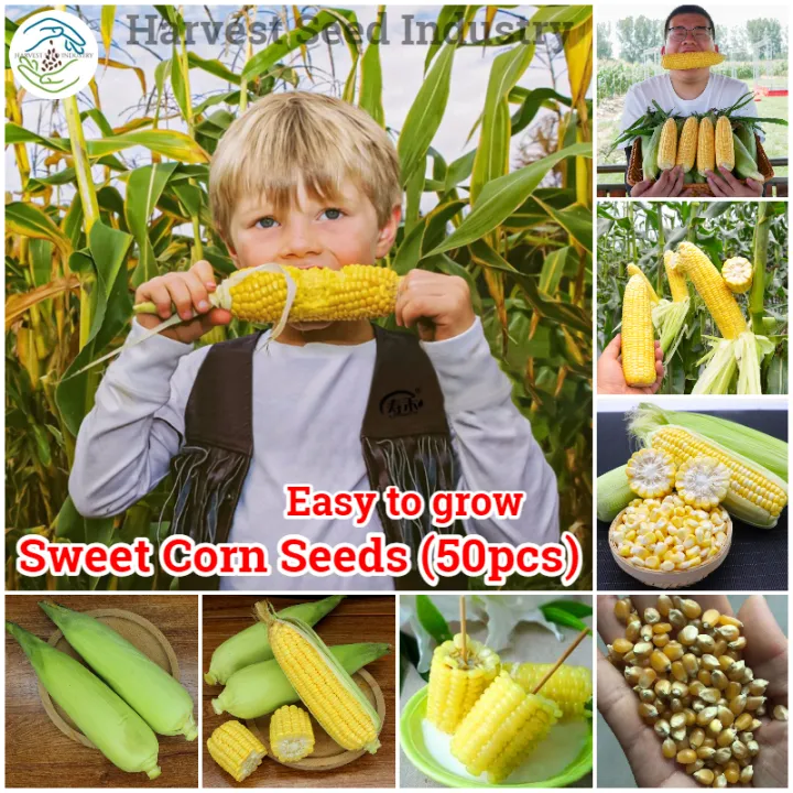 Easy To Grow丨High Yielding Sweet Corn Seeds Bonsai Seeds for Planting ...
