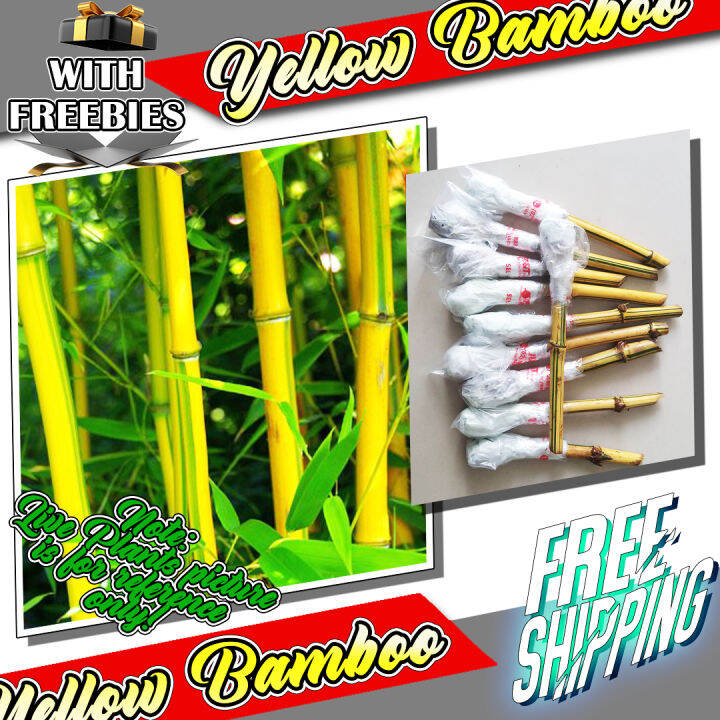 Golden Bamboo Plant Cutting Propagules not rooted MAY PAMPAUGAT MABISA ...