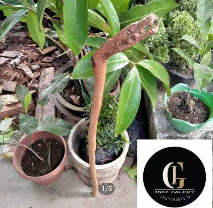 Tongkat jalan kayu stigi model kepala naga ZI 220 | Lazada Indonesia