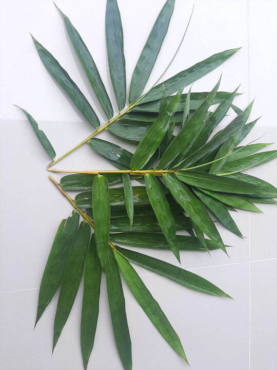 Daun Bambu Kuning Segar Per 50 lembar Murah | Lazada Indonesia