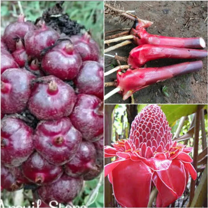 Umbi batang pohon kecombrang/rombeh/combrang/honje buah merah laka ...