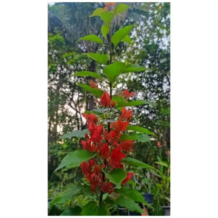 TANAMAN HIAS BUGENVIL BUNGA KERTAS//EKOR MUSANG MERAH | Lazada Indonesia