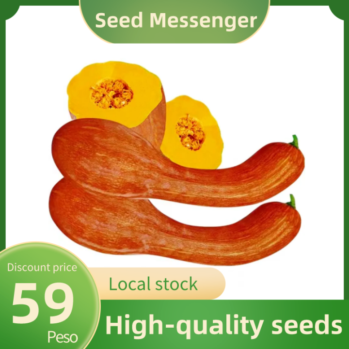 Golden Hook Pumpkin Seeds 50 Seed Sweet Pumpkin Plant Seeds for ...
