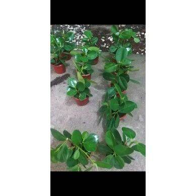 Ficus Nana Dwarf Micro carpa Money tree Rooted /live plant/fresh ...