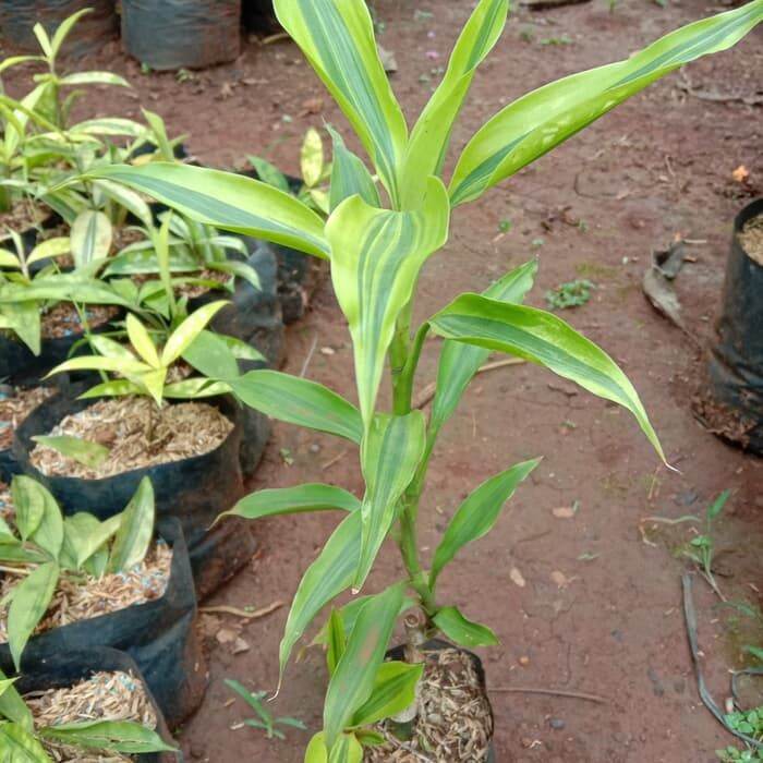 tanaman hias bambu hoki sri rejeki golden pohon keberuntungan | Lazada ...