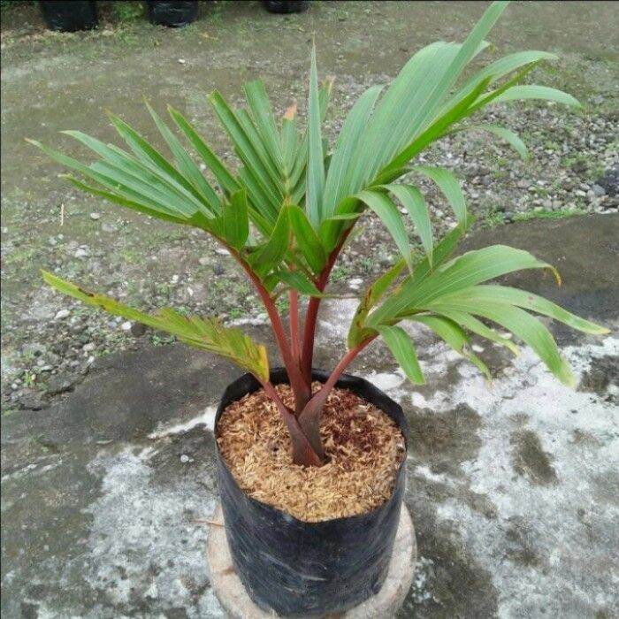 Promo Pohon Palem Botol Tanaman Hias Bibit Pohon Palm Botol Merah ...