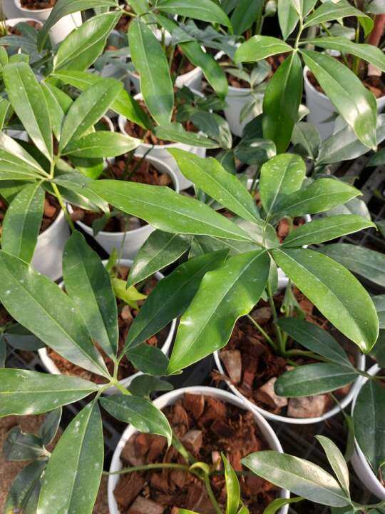 Philodendron Goeldii 'Fun Bun' (Live Plant) with FREE white plastic pot ...