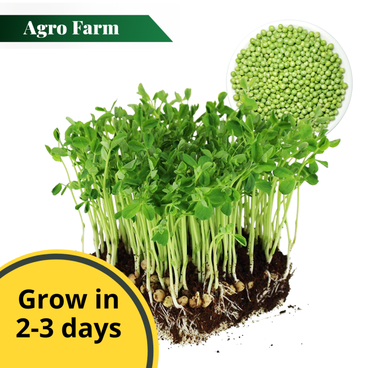 Agro Farm Organic Green Pea Microgreen Seed / Pea Shoot Seed / Pea ...