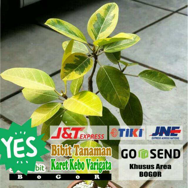 Bibit pohon karet kebo varigata - tanaman ficus elastica varigata ...