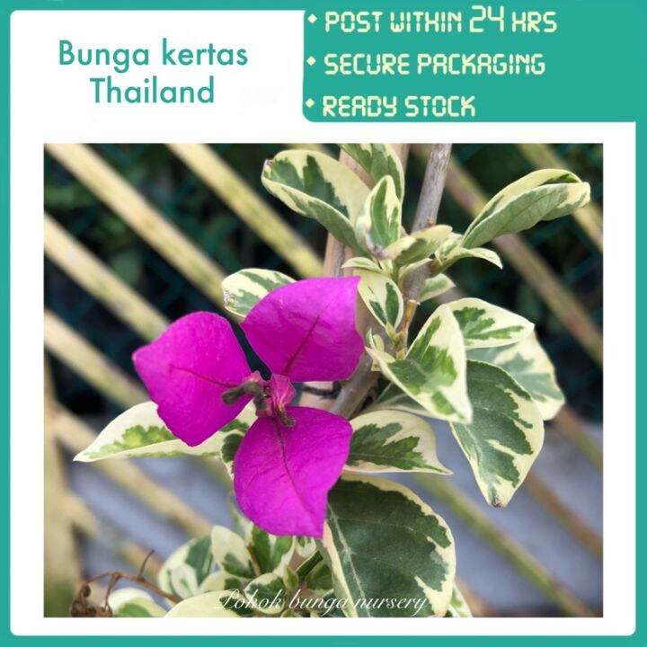 PBN - bunga kertas thailand - variegated leaves Bougainvillea outdoor ...