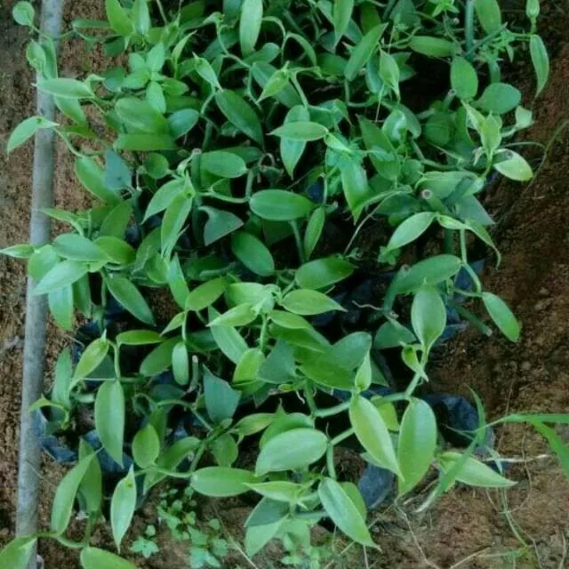 bibit tanaman pohon vanili 1 meter-panili-paneli super-vanila-vanili ...