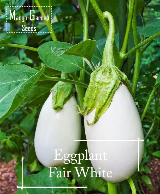 seeds Quality seed plant seeds Fair White Oval Eggplant Seeds - 30 seed ...