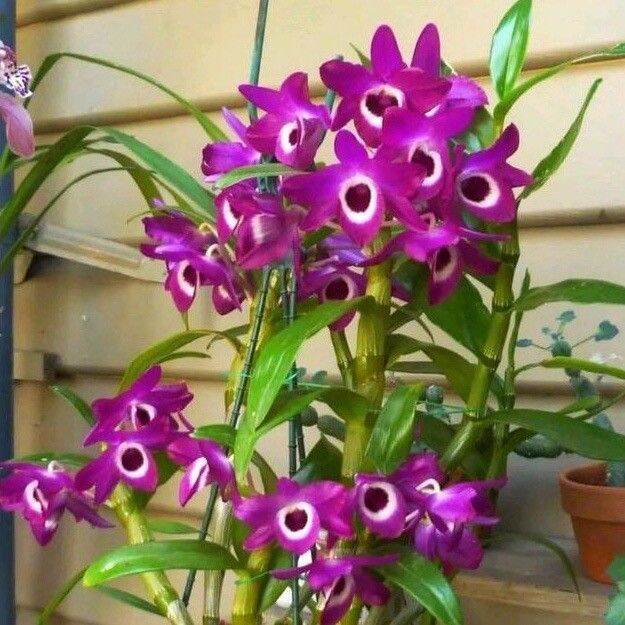 Anggrek Dendrobium Nobile Purple dewasa | Lazada Indonesia