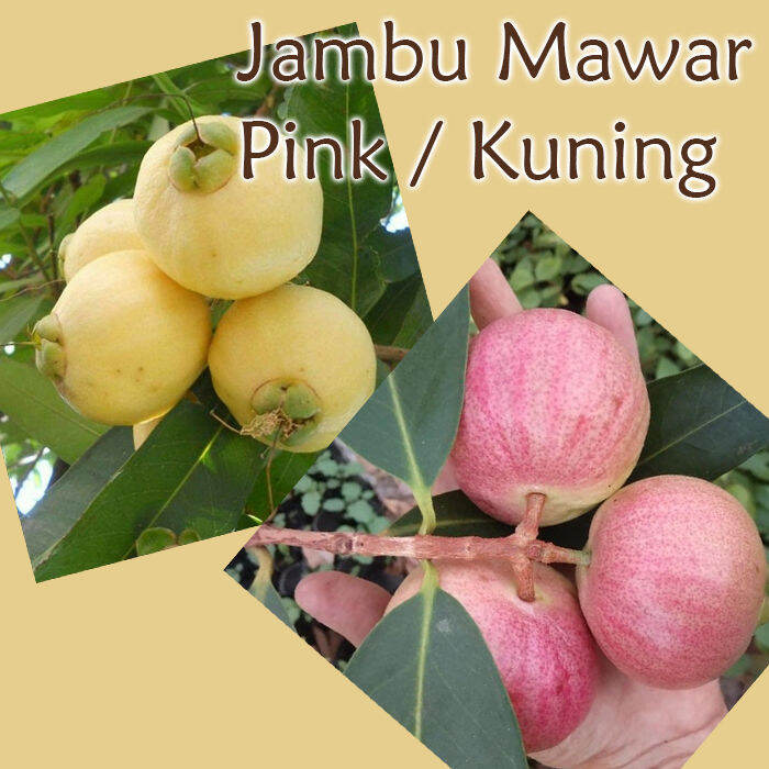 Anak Pokok Jambu Mawar Pink / Kuning ( Syzygium jambos / Rose Apple ...