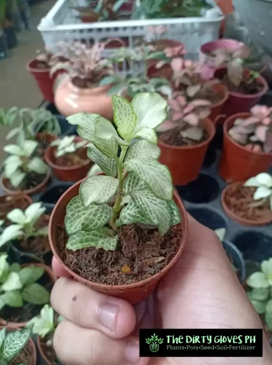 Fittonia 'Jolly Lemon' Nerve Plant - Free pot and white pebbles | Lazada PH