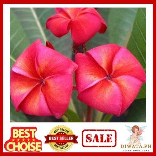Hawaiian Calachuchi Red Rare Ball Frangipani Kalachuchi For Sale ...