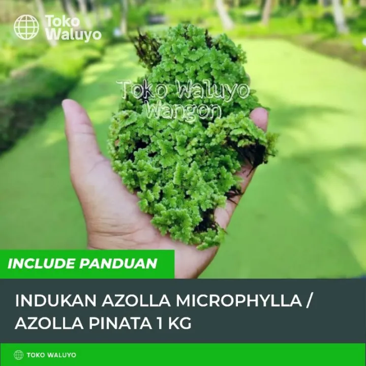 Terlaris Bibit Indukan Azolla Pinata Microphylla 1Kg | Lazada Indonesia