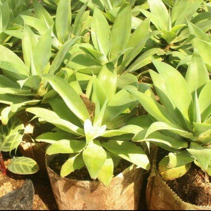 readystok Tanaman Agave Attenuata Tanaman Siklok Hijau Tanaman Siklok ...