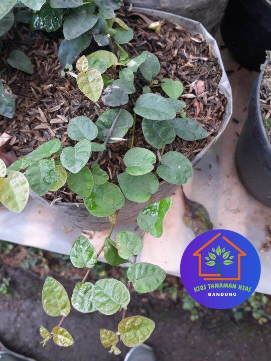 COD Tanaman rambat dollar kecil penahan panas ficus pumila | Lazada ...