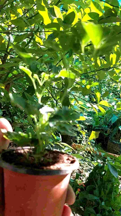 Geranium Dwarf "Aralia" Air purifying indoor & outdoor live plant ...