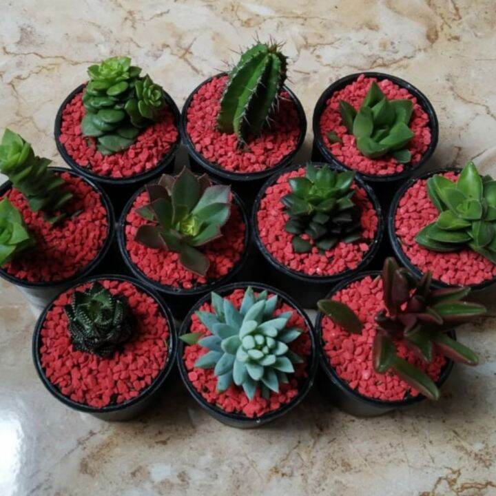 paket tanaman sukulen mini plus media, pot dan batu | Lazada Indonesia