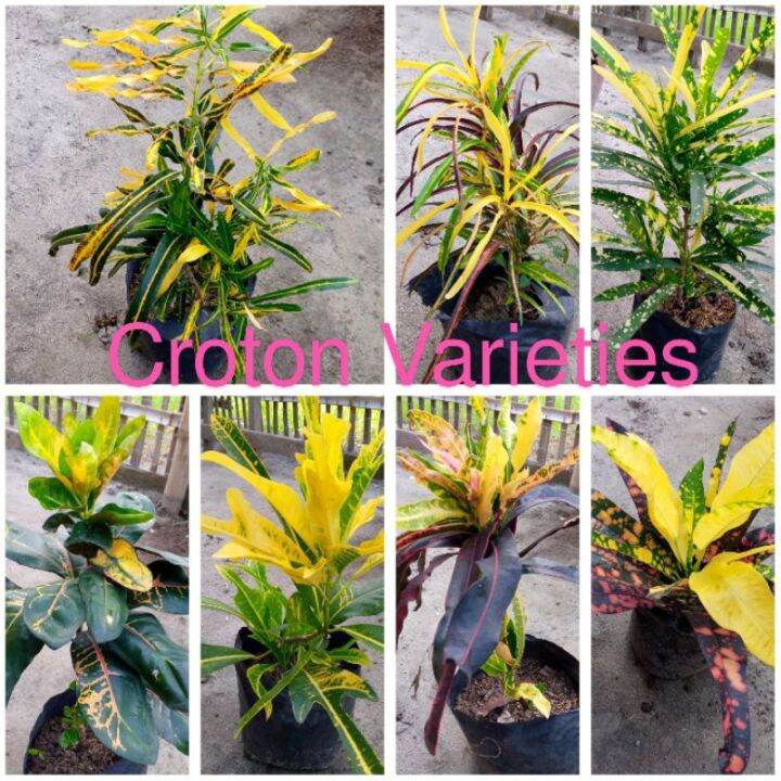 Croton Varieties ( small size)(It's a seed, not a plant!) | Lazada PH