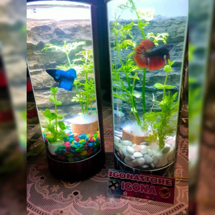 AQUASCAPE FULLSET AQUARIUM MINI ikan cupang tempat ikan cupang Aquarium ...