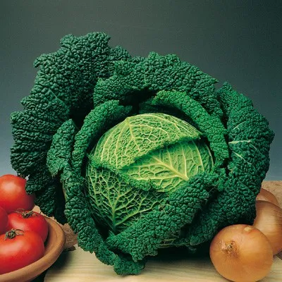 GO GREEN ITALIAN SAVOY CABBAGE RARE 50SEEDS BENIH KOBIS KERITING ITALY ...