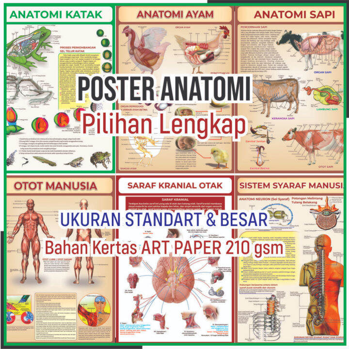 Poster ANATOMI Manusia dan Hewan | Pilihan Lengkap | Lazada Indonesia
