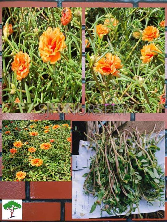 SJH - 10nos Keratan bunga rose jepun jingga / Portulaca orange [Real ...
