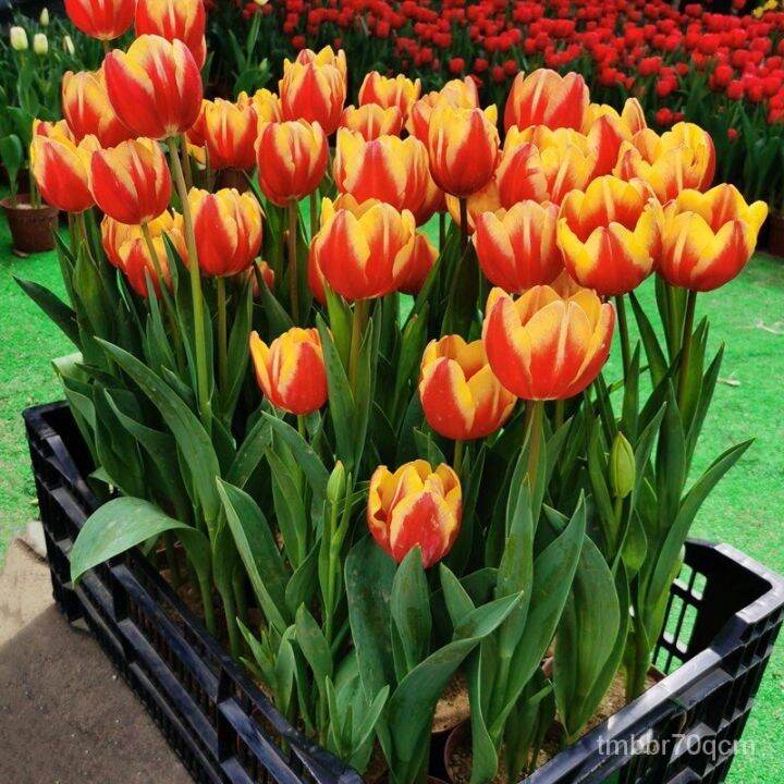 Tulip Seed Pellet Potted Cold-Resistant Balcony Flower Garden Courtyard ...