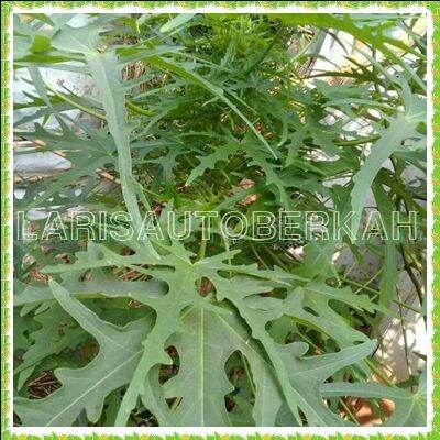 daun gedi segar organik 1 kg fresh baru di petik obat herbal alami ...