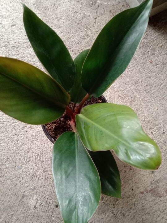 Philodendron Red Diamond | Lazada PH