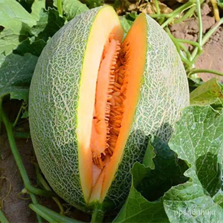 Super Sweet Hami Melon Seeds Southern Xinjiang Honey Crown Cantaloupe ...