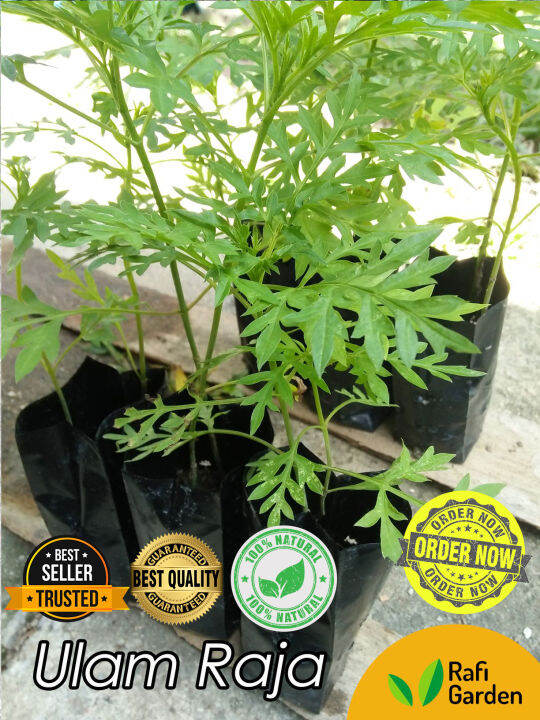 Pokok Ulam Raja | King Salad | Lazada