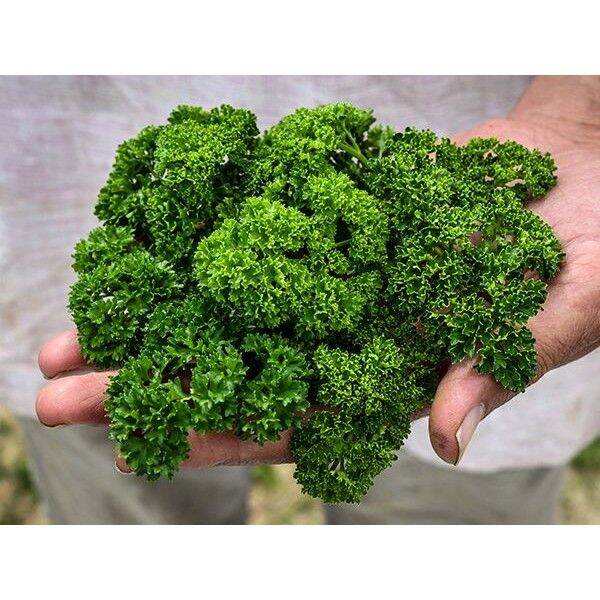 PARSLEY Moss herbs and spices repacked seeds gardening Buy one get one ...