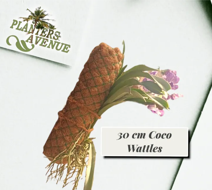 STORE FLASH SALE 30cm Coco Wattle for your Orchids ( mini coco logs ...