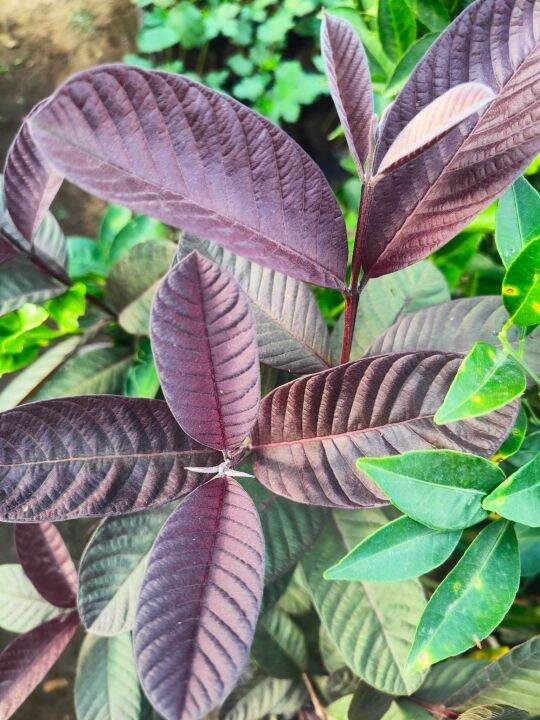 Guapple Live Plant (Fruit Bearing Plant) with FREE garden soil, plastic ...