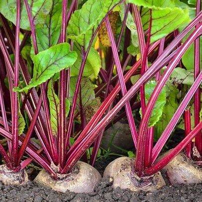 10 Bibit Beetroot Merah F1 Hibrida Super Benih Tanaman Buah Beet Unggul ...
