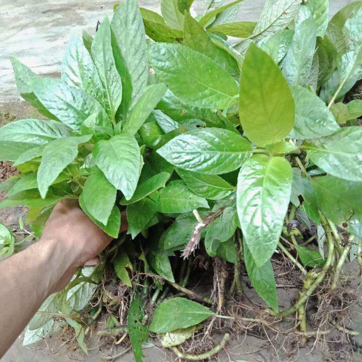 Daun Reundeu Lalapan Lalap Khas Sunda Jawabarat | Lazada Indonesia