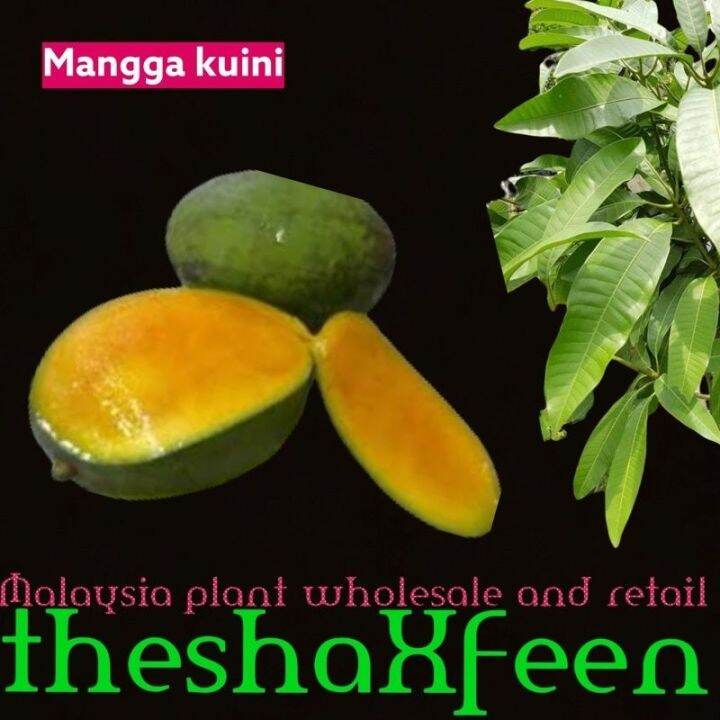 Pokok mangga kuini theshaxfeen | Lazada